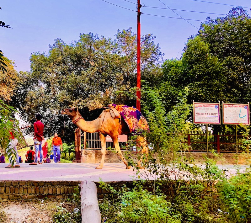 Agra Adventures: Things To Do In Agra - Dawes Wide Open